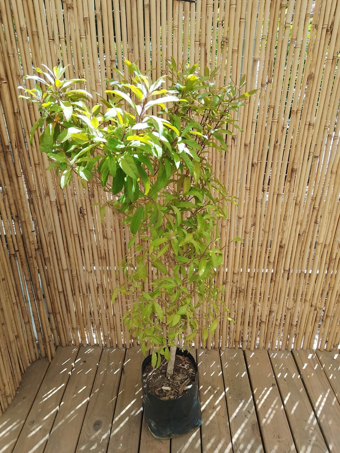 NUXIA FLORIBUNDA 10KG - Stodels