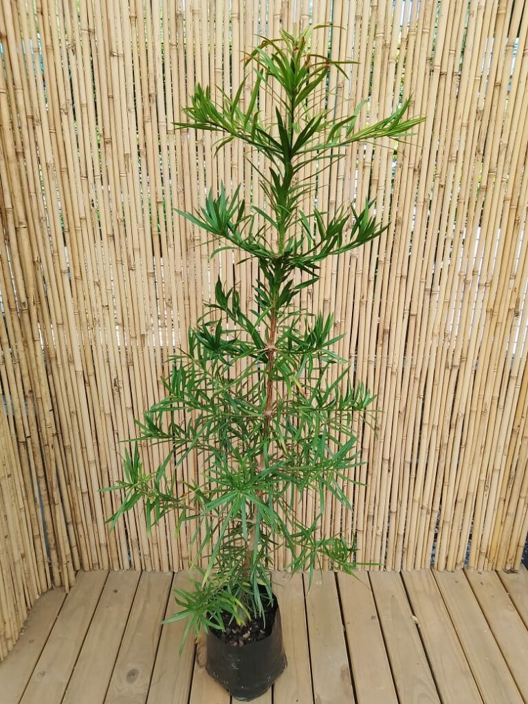 PODOCARPUS LATIFOLIUS 10KG - Stodels