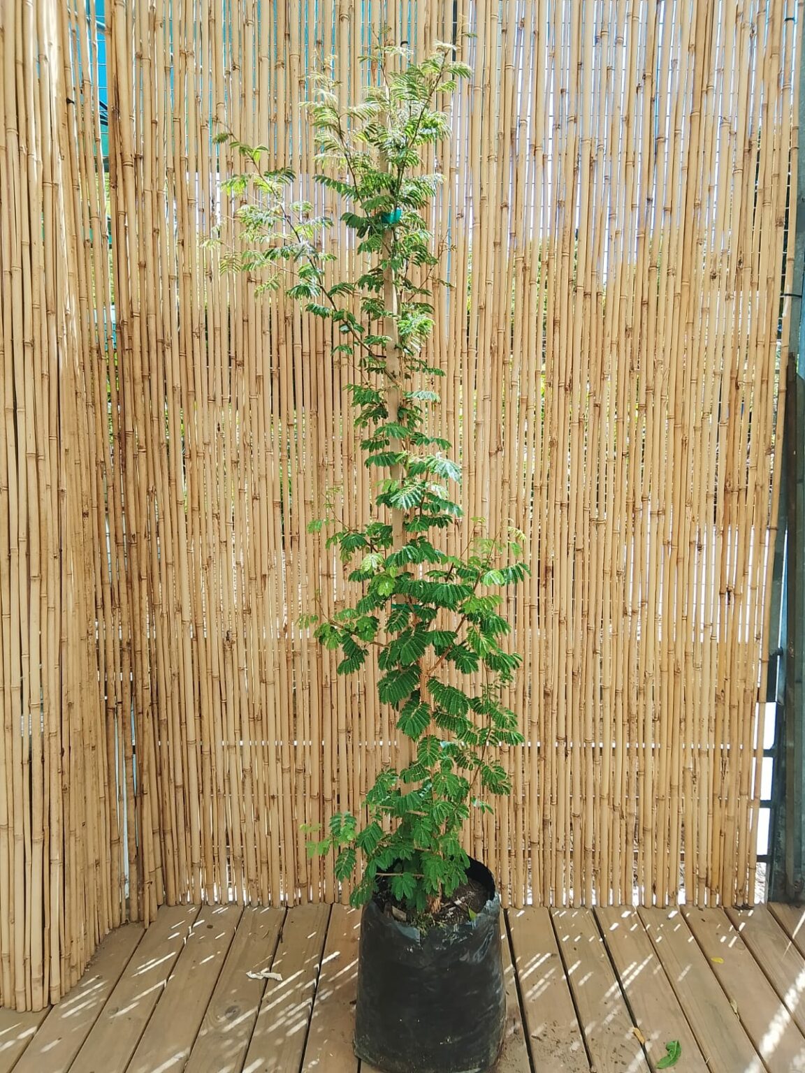 SENEGALIA GALPINII 20KG - Stodels