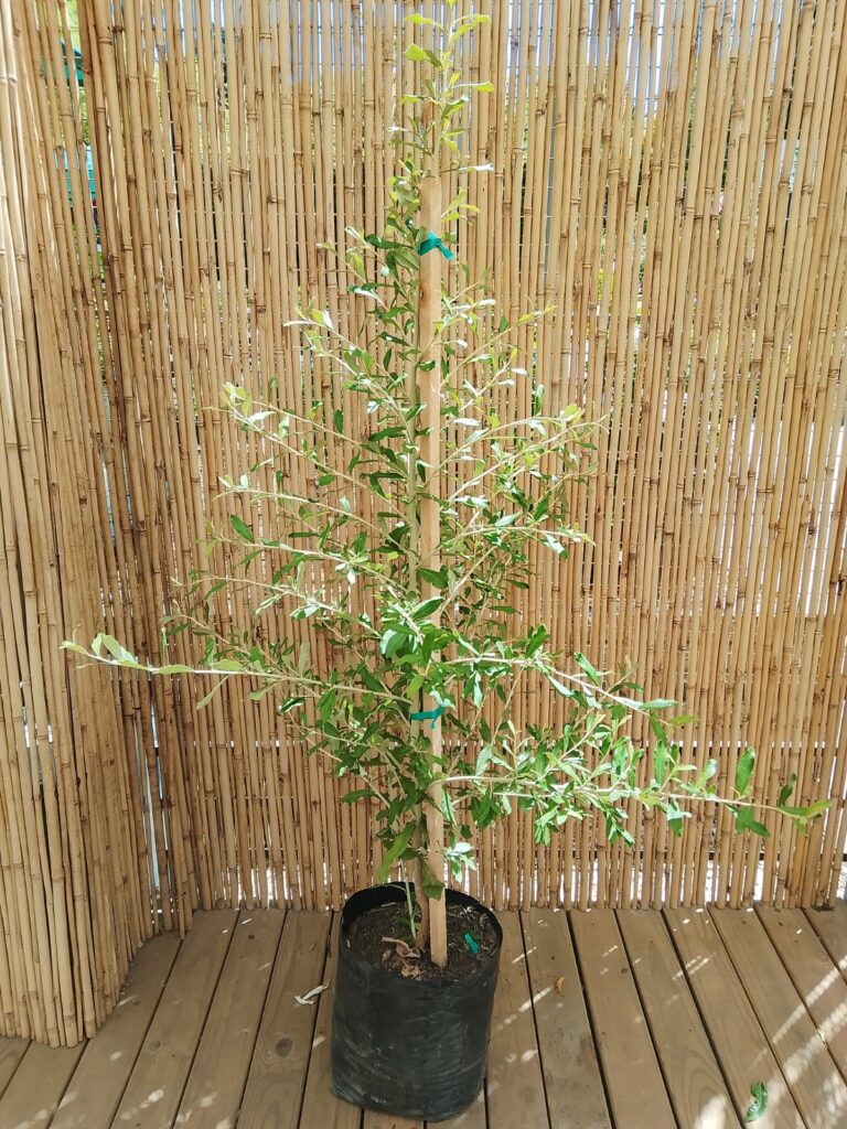 TARCONANTHUS CAMPHORATUS TREE 20KG - Stodels