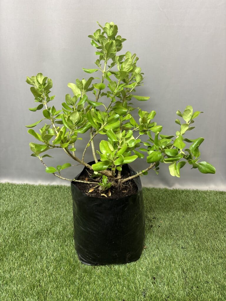 COPROSMA REPENS 10KG - Stodels