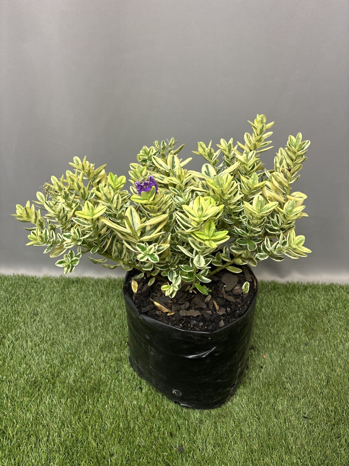 HEBE FRANCISCANA VARIEGATA 10KG - Stodels