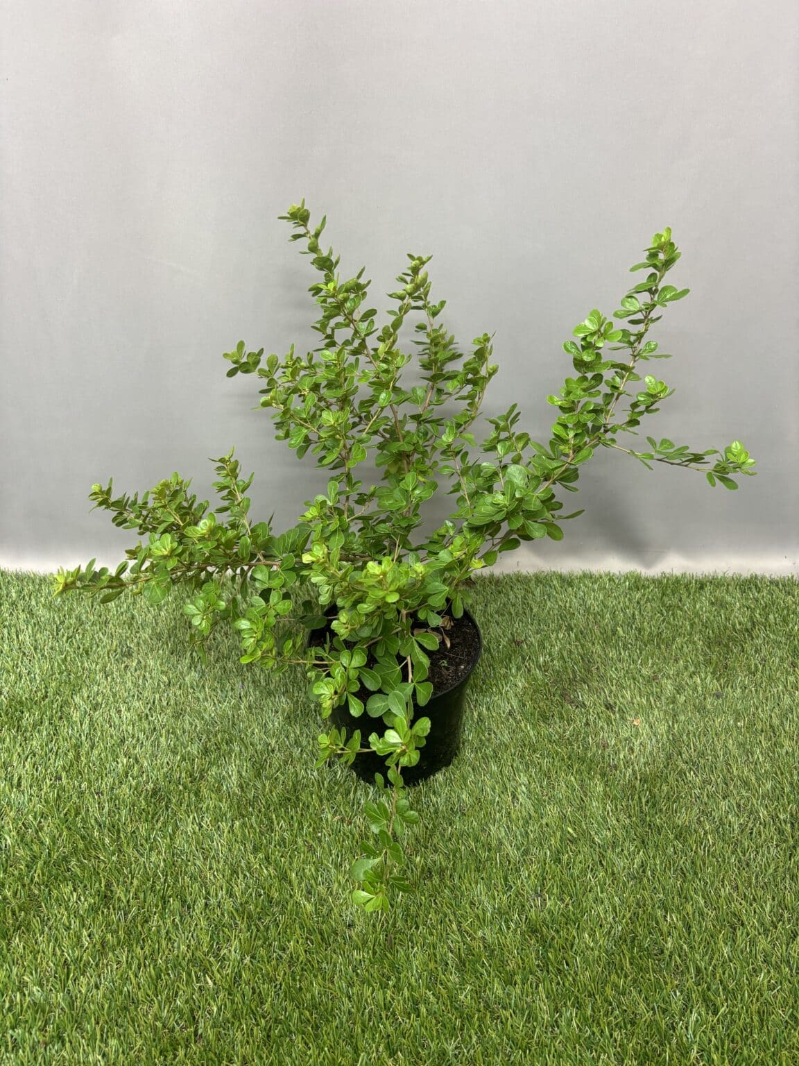 SEARSIA CRENATA 15CM - Stodels