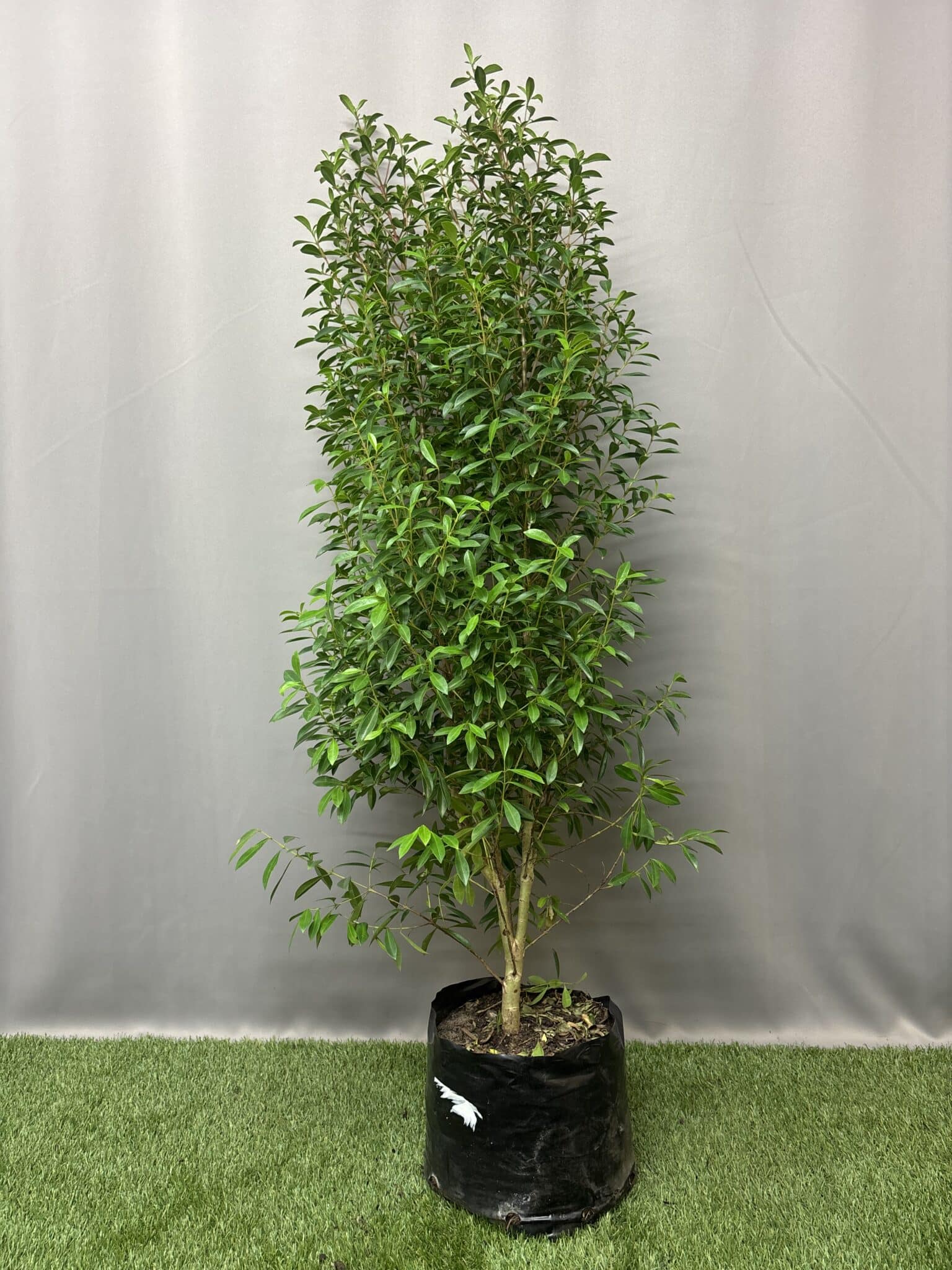 SYZYGIUM PANICULATUM 10KG - Stodels