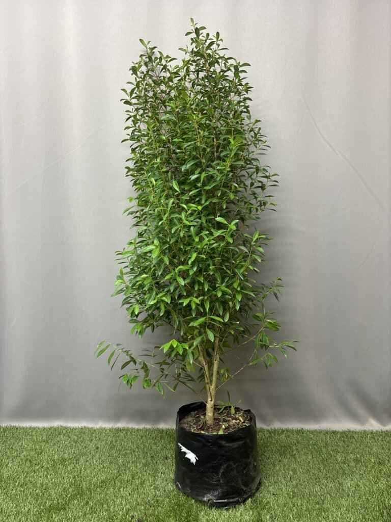 SYZYGIUM PANICULATUM 10KG - Stodels