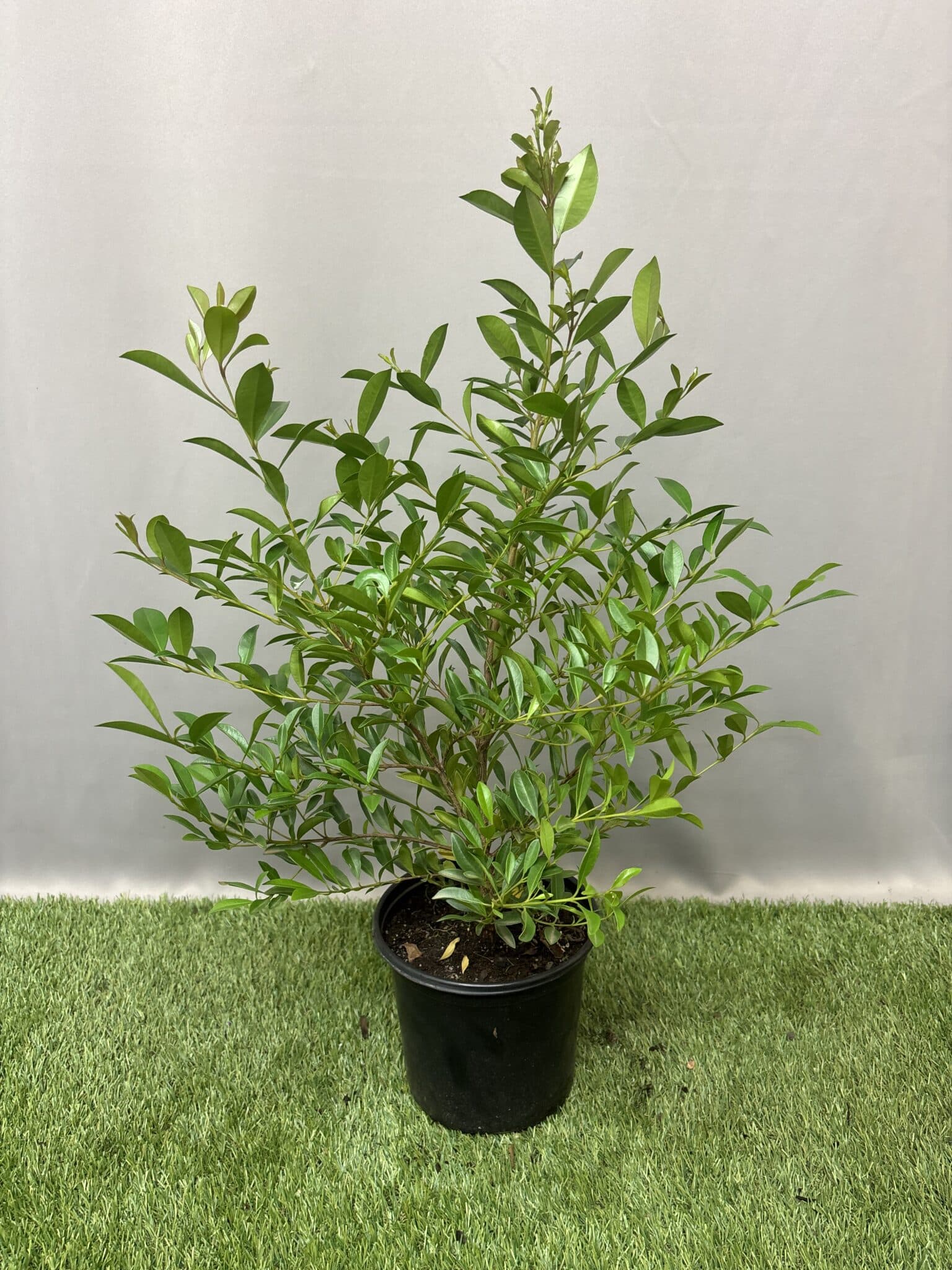 SYZYGIUM PANICULATUM 17CM - Stodels