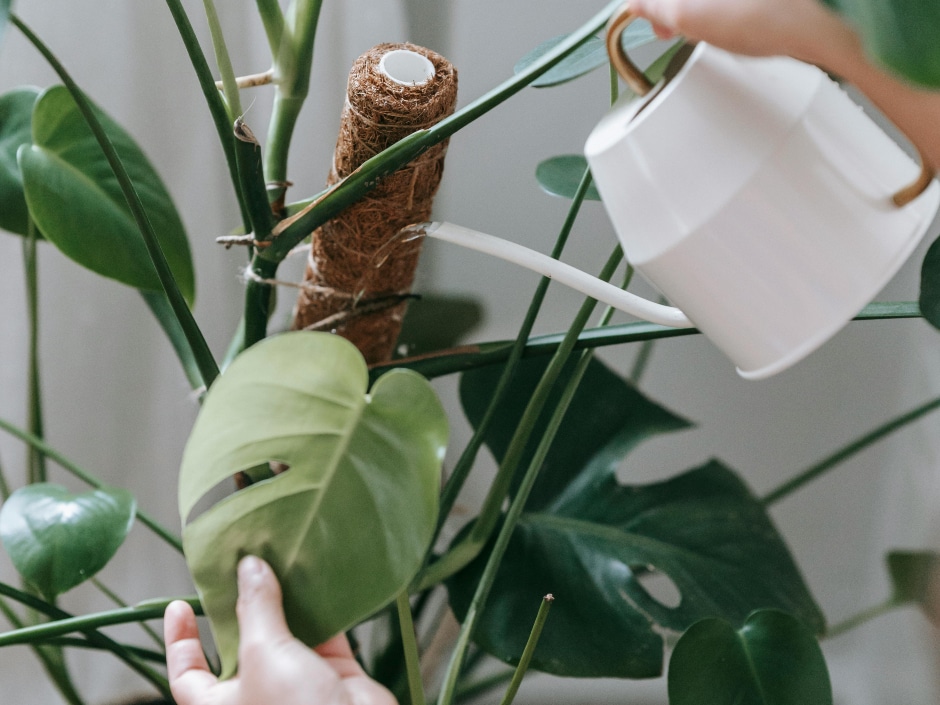 From droopy to thriving: How a moss pole changes everything - Stodels
